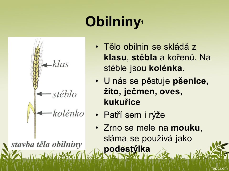 ZŠ Třebovská » Přírodověda – ekosystém pole (25.5. -4.6.)